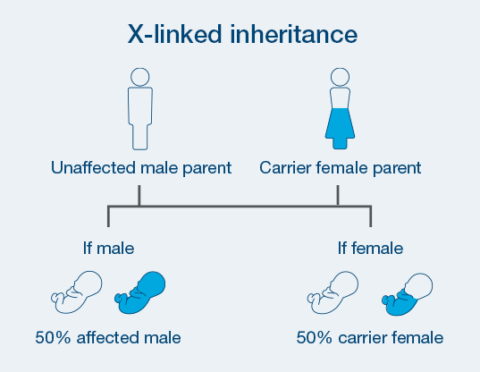Genetic Carrier Screening | Horizon Patient Information